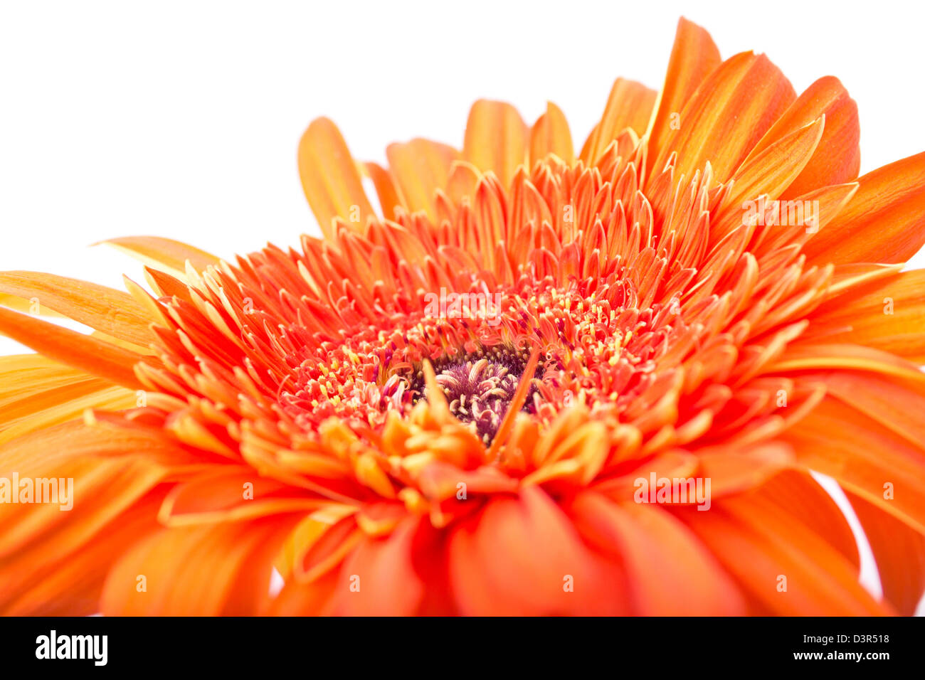 One stem multiple flowers hi-res stock photography and images - Alamy