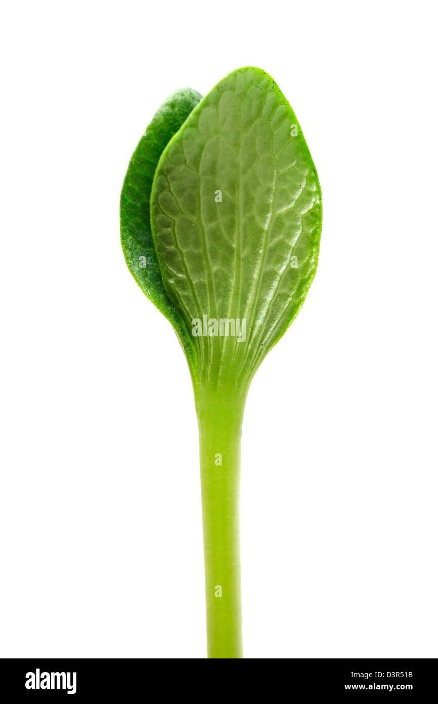 Green sprout isolated on a white background Stock Photo - Alamy