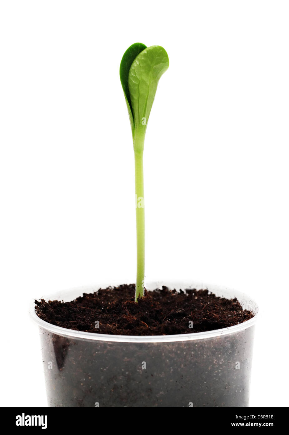 Pumpkin sprout hi-res stock photography and images - Alamy