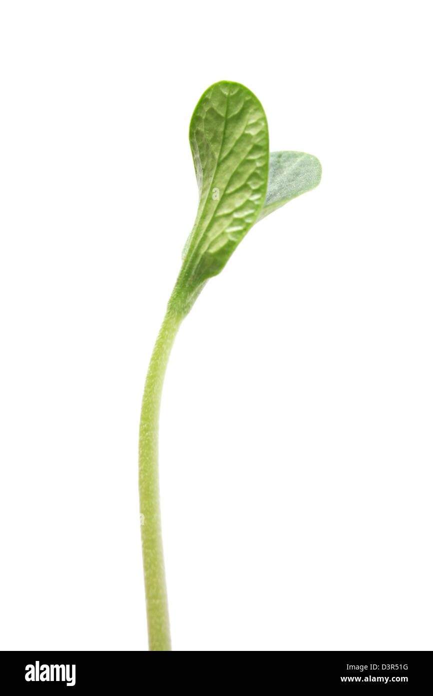 Single pumpkin sprout isolated on white background Stock Photo - Alamy