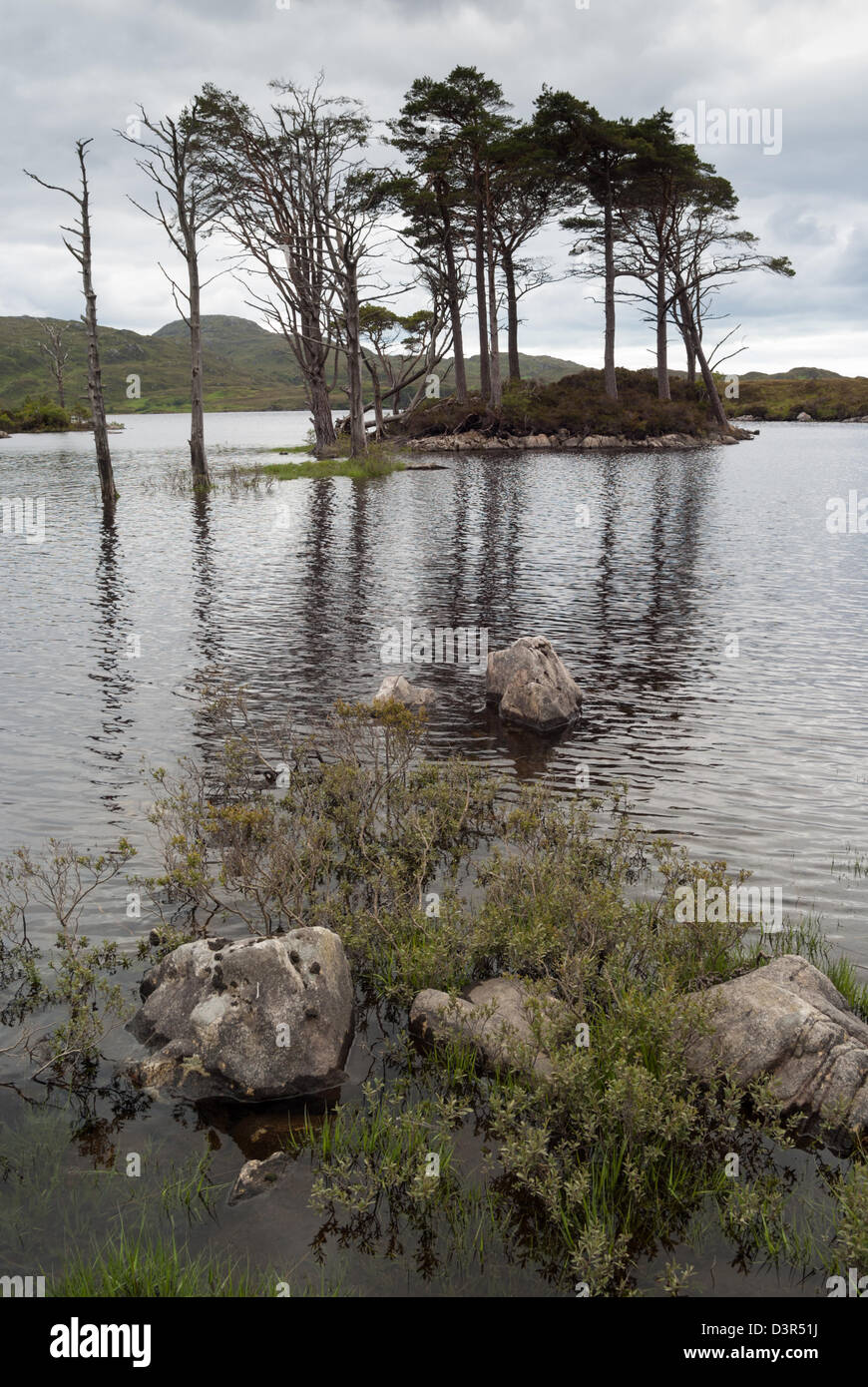 Pine trees on an Island in Loch Assynt, Sutherland, Scotland Stock ...