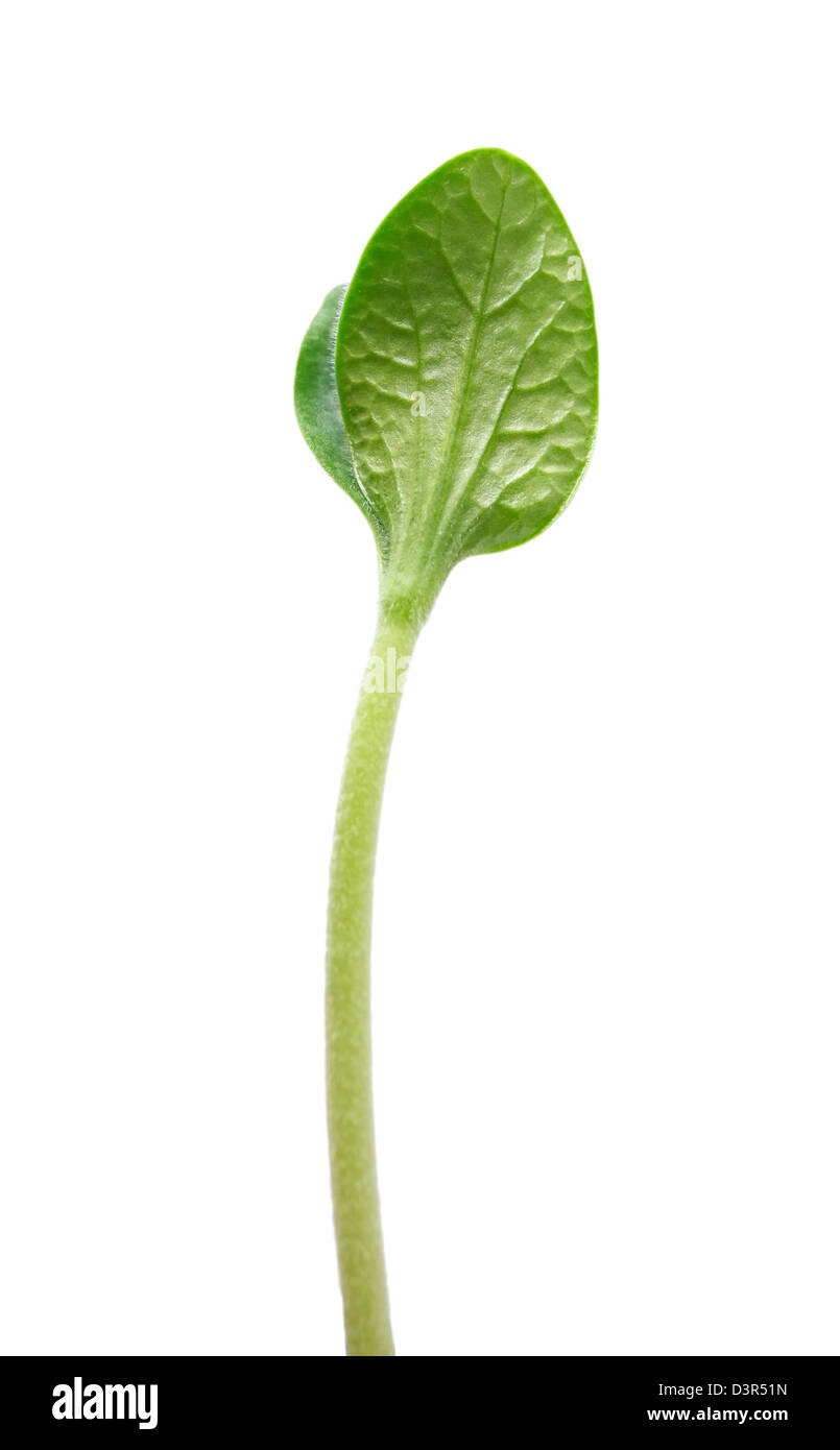 Green sprout isolated on a white background Stock Photo - Alamy