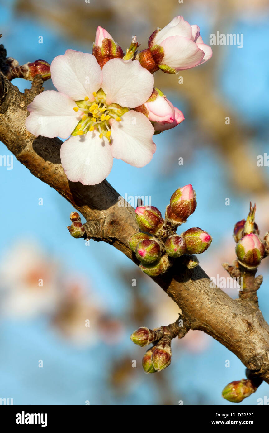 Beautiful almond blooms in spring Stock Photo - Alamy
