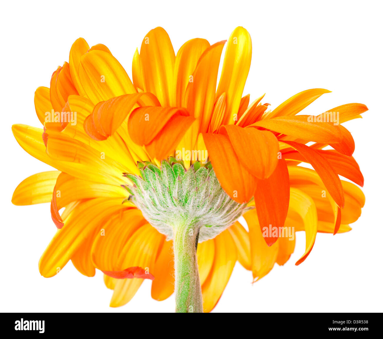 One stem multiple flowers hi-res stock photography and images - Alamy