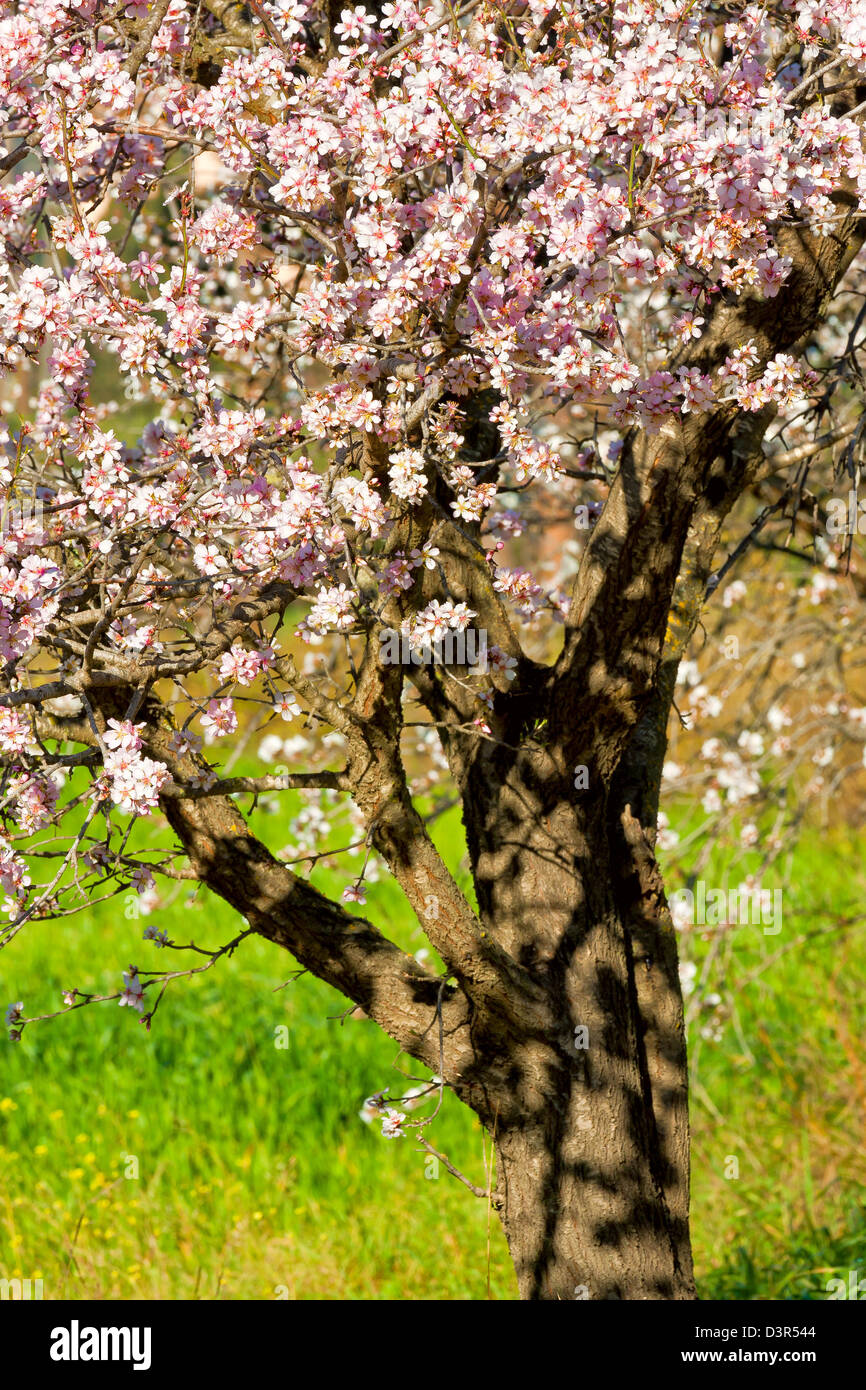 Almond tree in spring hi-res stock photography and images - Alamy