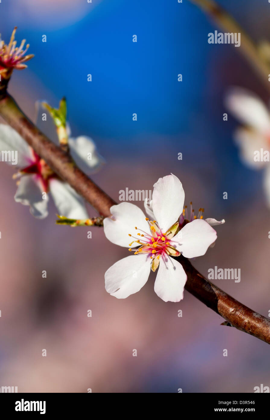 Beautiful almond blooms in spring Stock Photo - Alamy