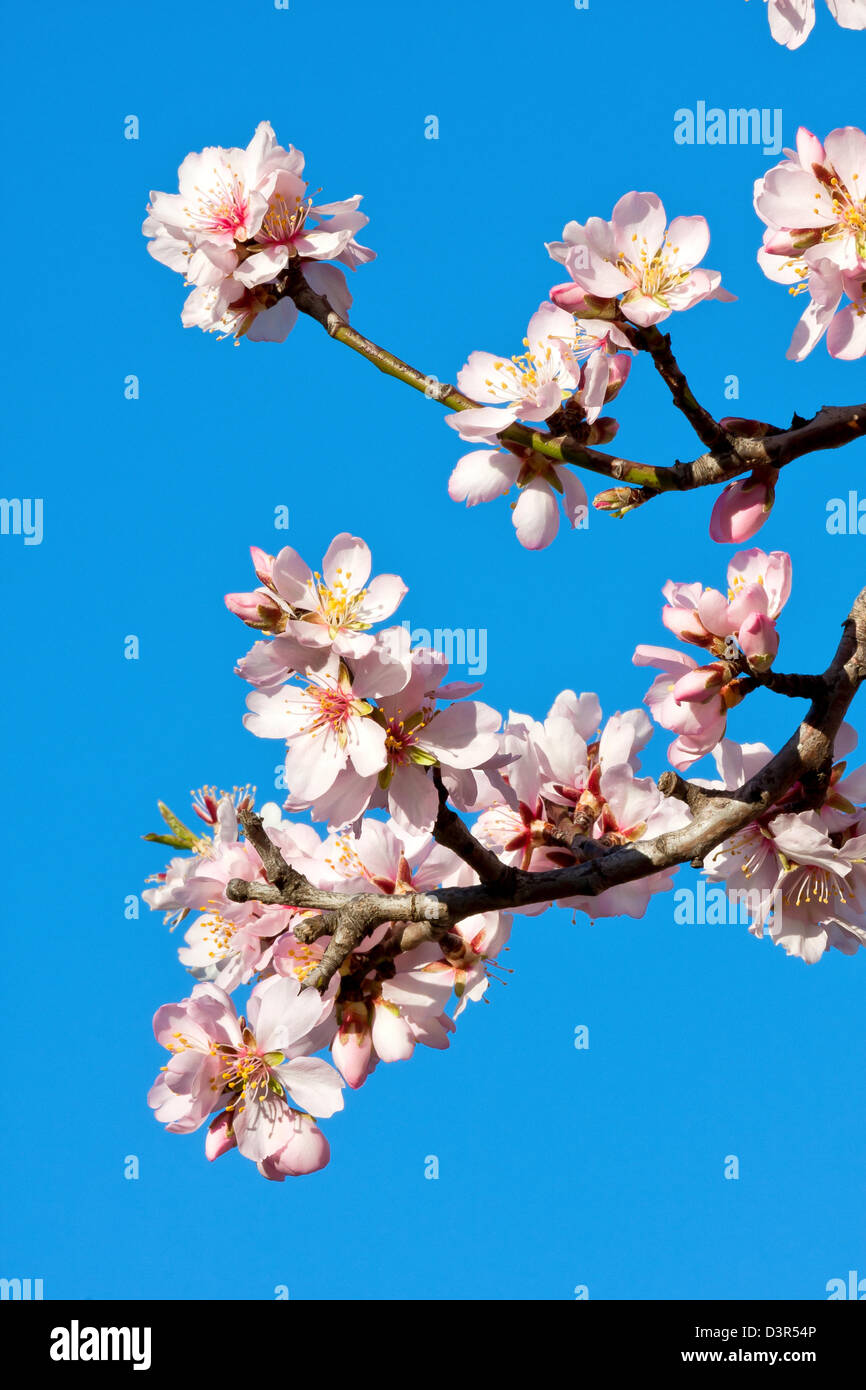 Beautiful almond blooms in spring Stock Photo - Alamy
