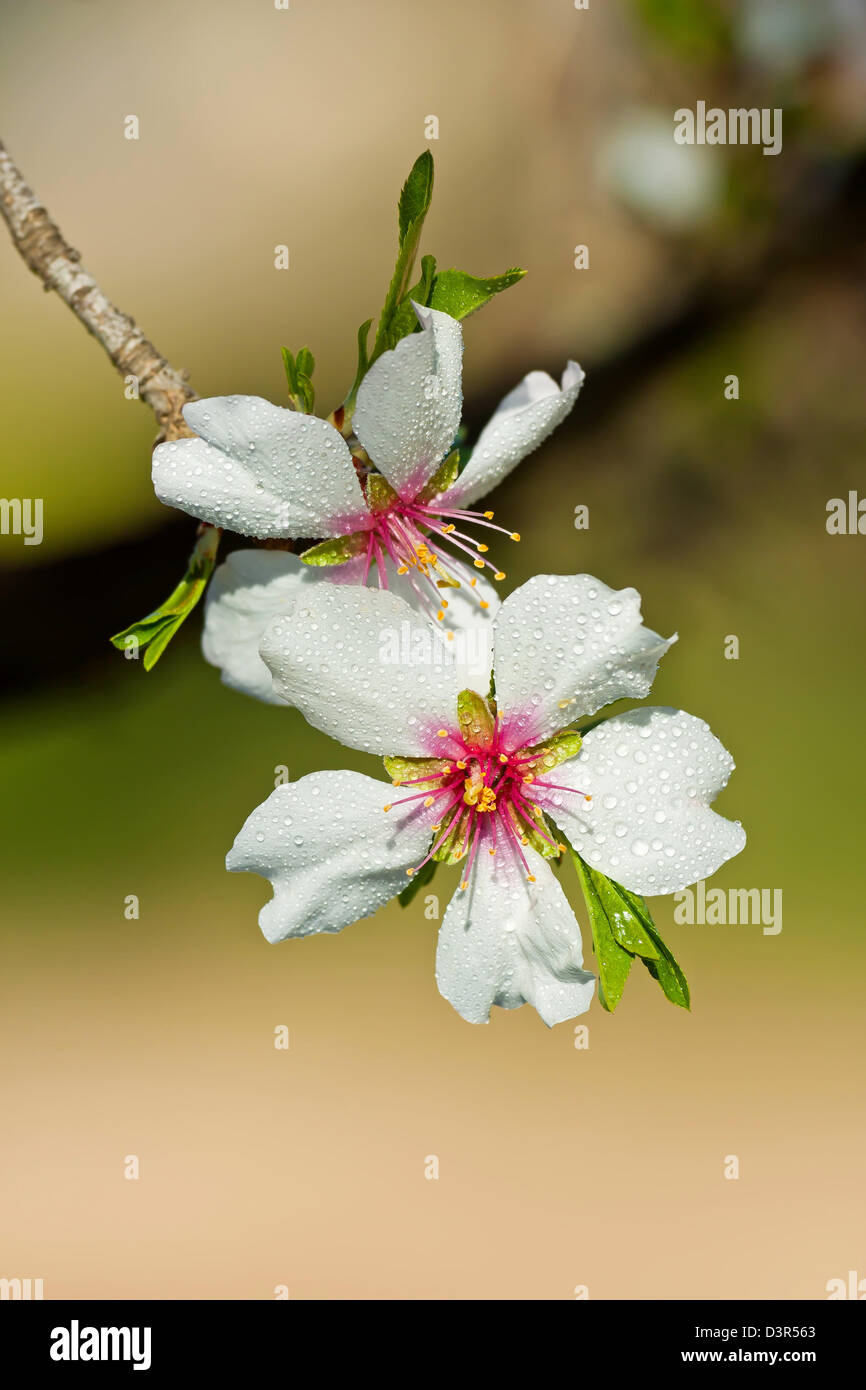 Beautiful almond blooms in spring Stock Photo - Alamy