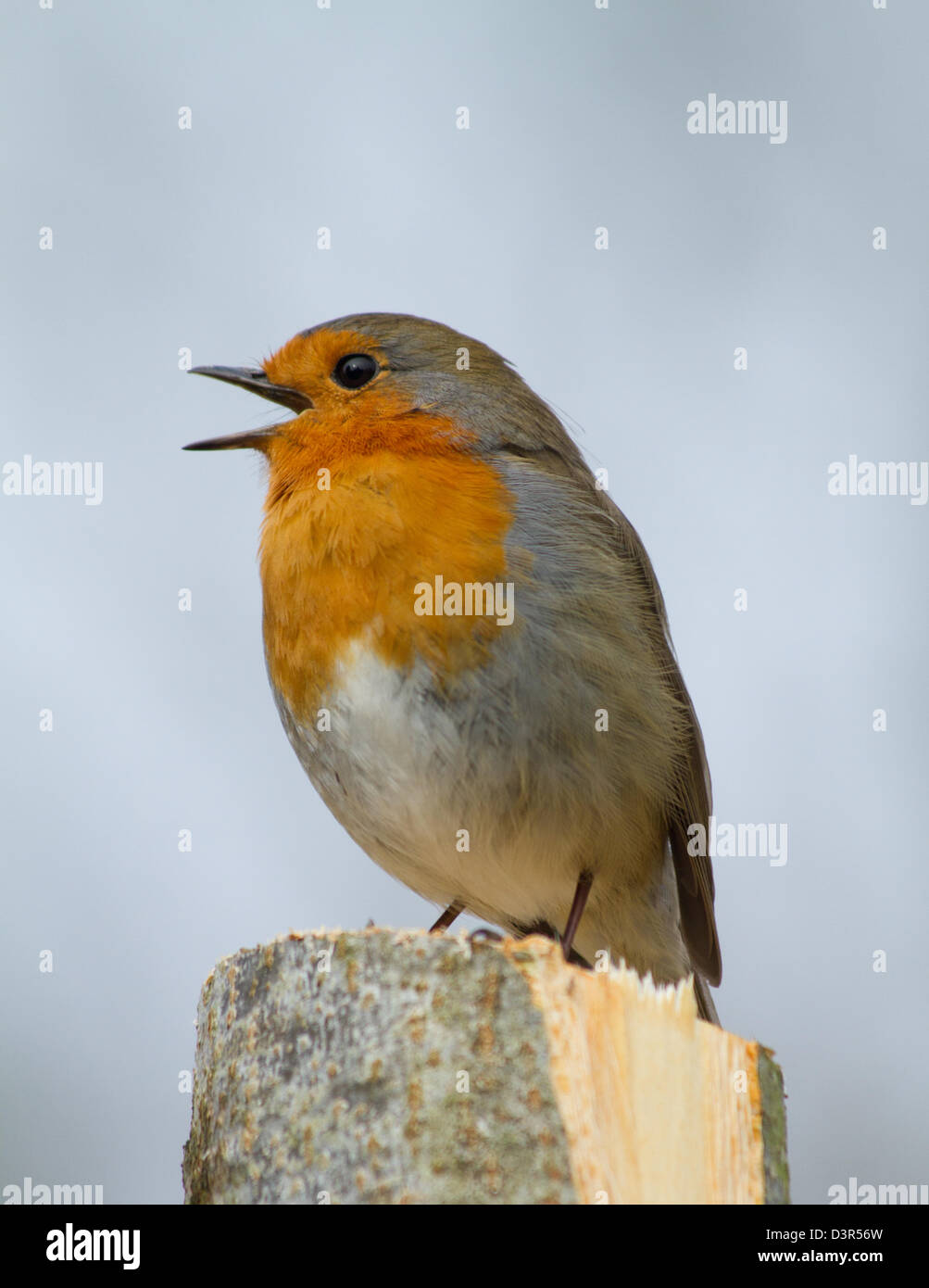 Robin redbreast singing hi-res stock photography and images - Alamy