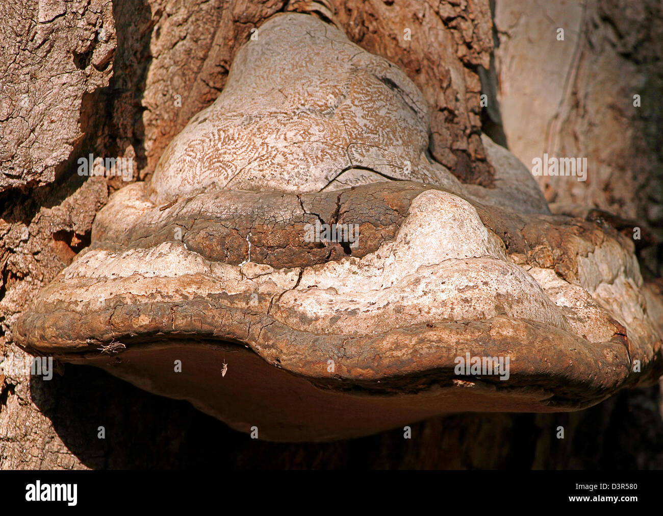 Edible polypores hi-res stock photography and images - Alamy