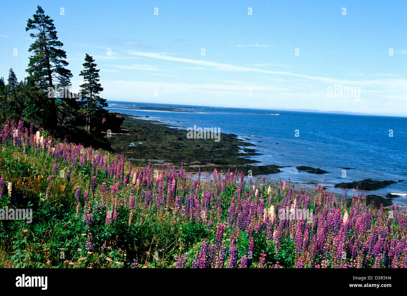 Lupines line the rocky Bay of Fundy coastline near Maces Bay, just ...