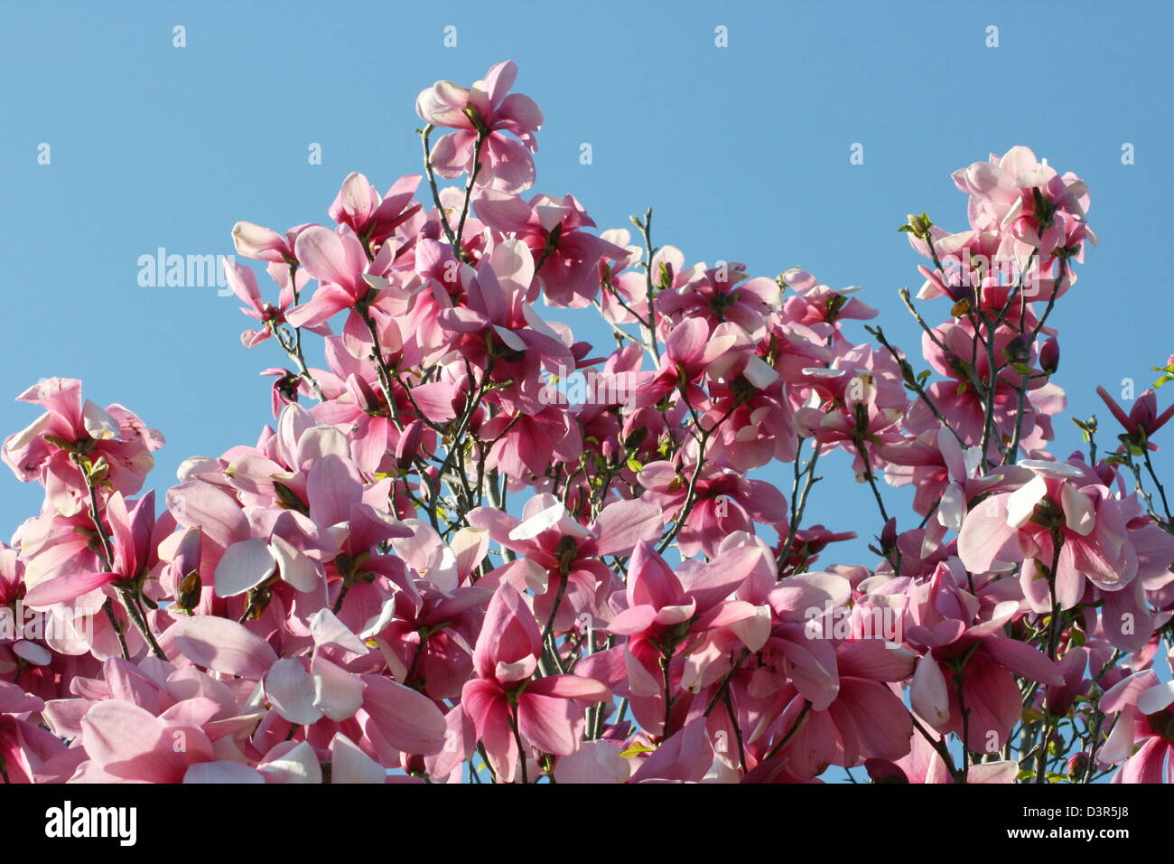 Bright red magnolia Stock Photo - Alamy
