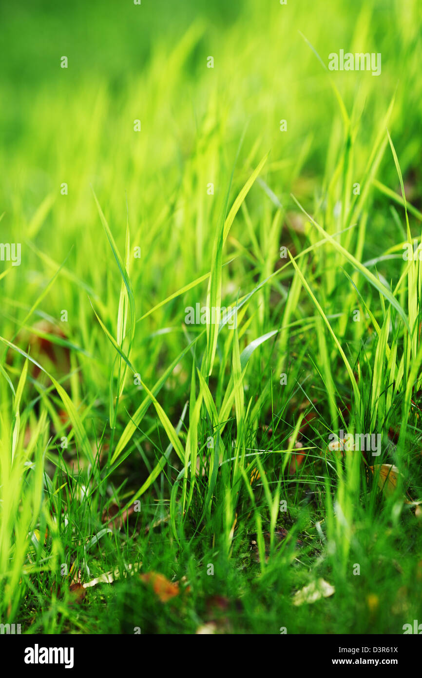 green grass macro close up Stock Photo - Alamy
