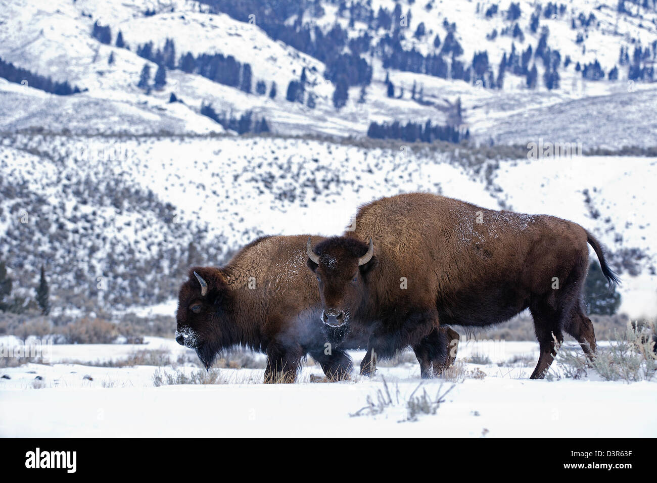 Yellowstone Winter Buffalo High Resolution Stock Photography and Images ...