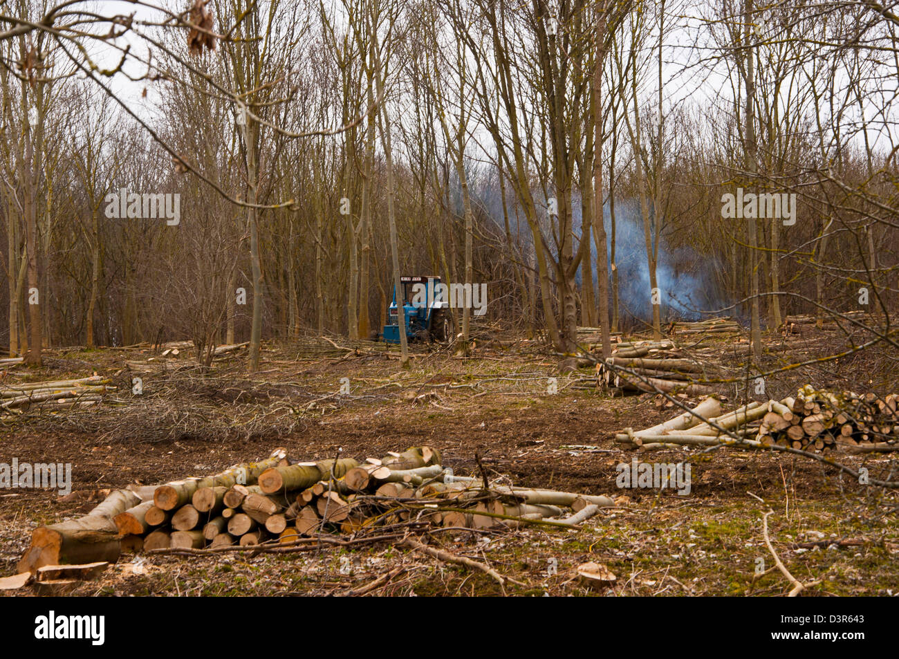 Hard wood woodland being cut down for fire wood Stock Photo - Alamy