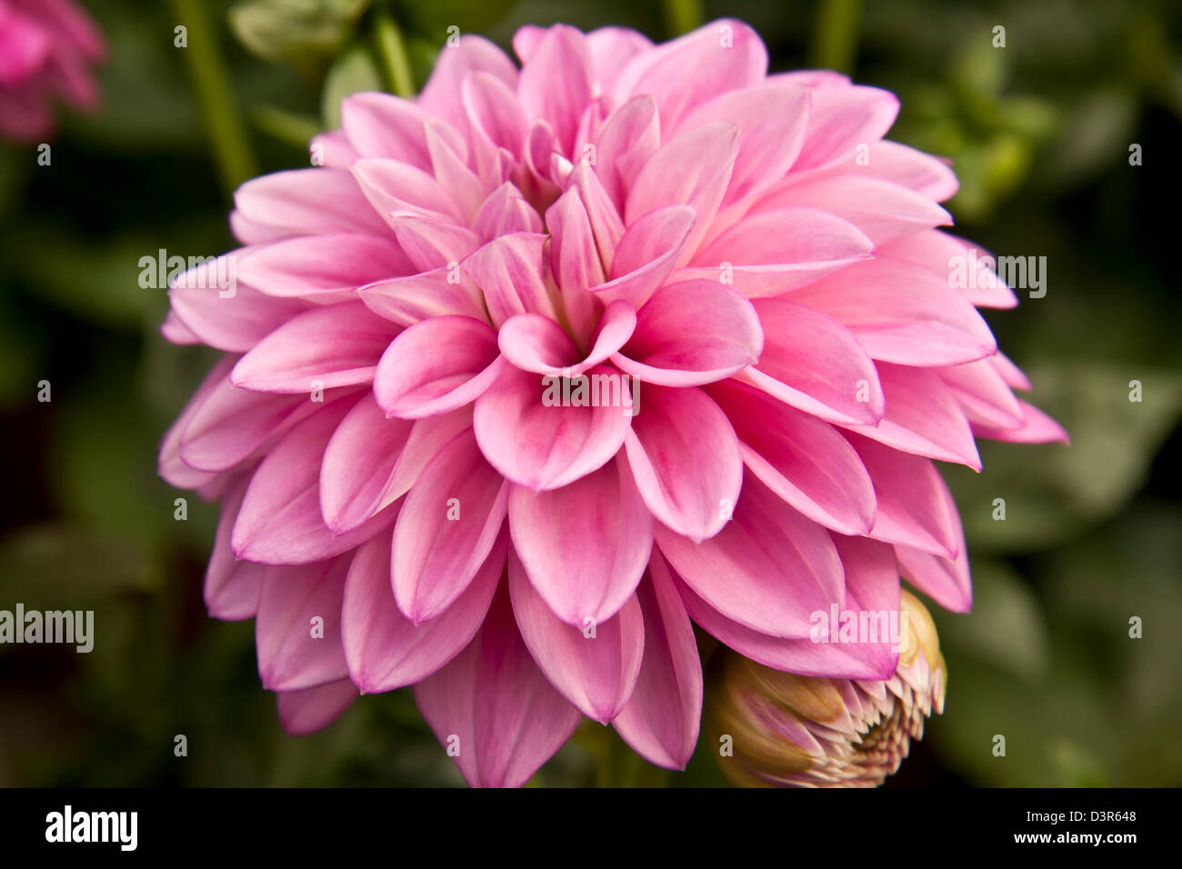 Beautiful Pink Flower Stock Photo - Alamy