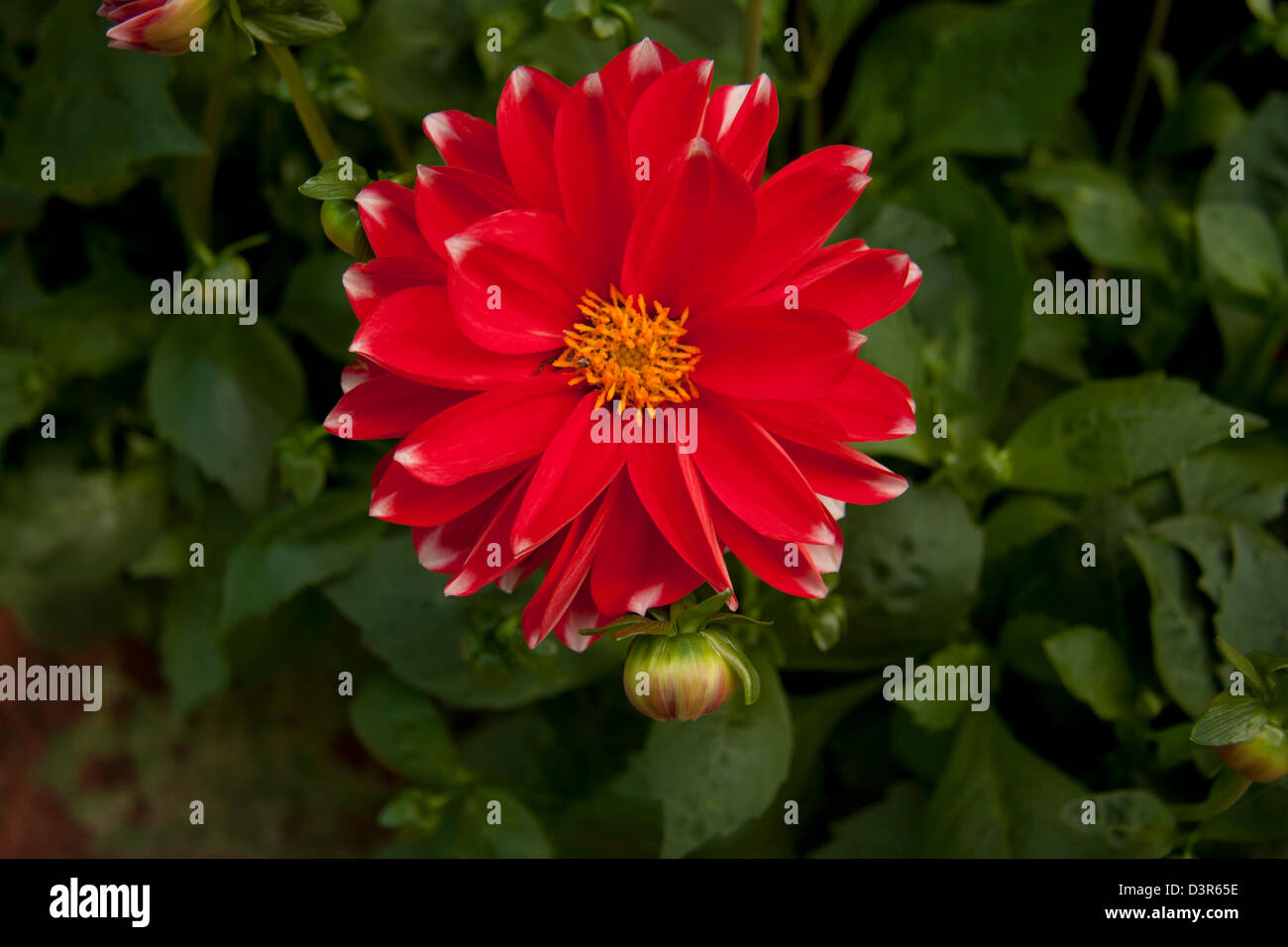 Flor Roja High Resolution Stock Photography and Images - Alamy