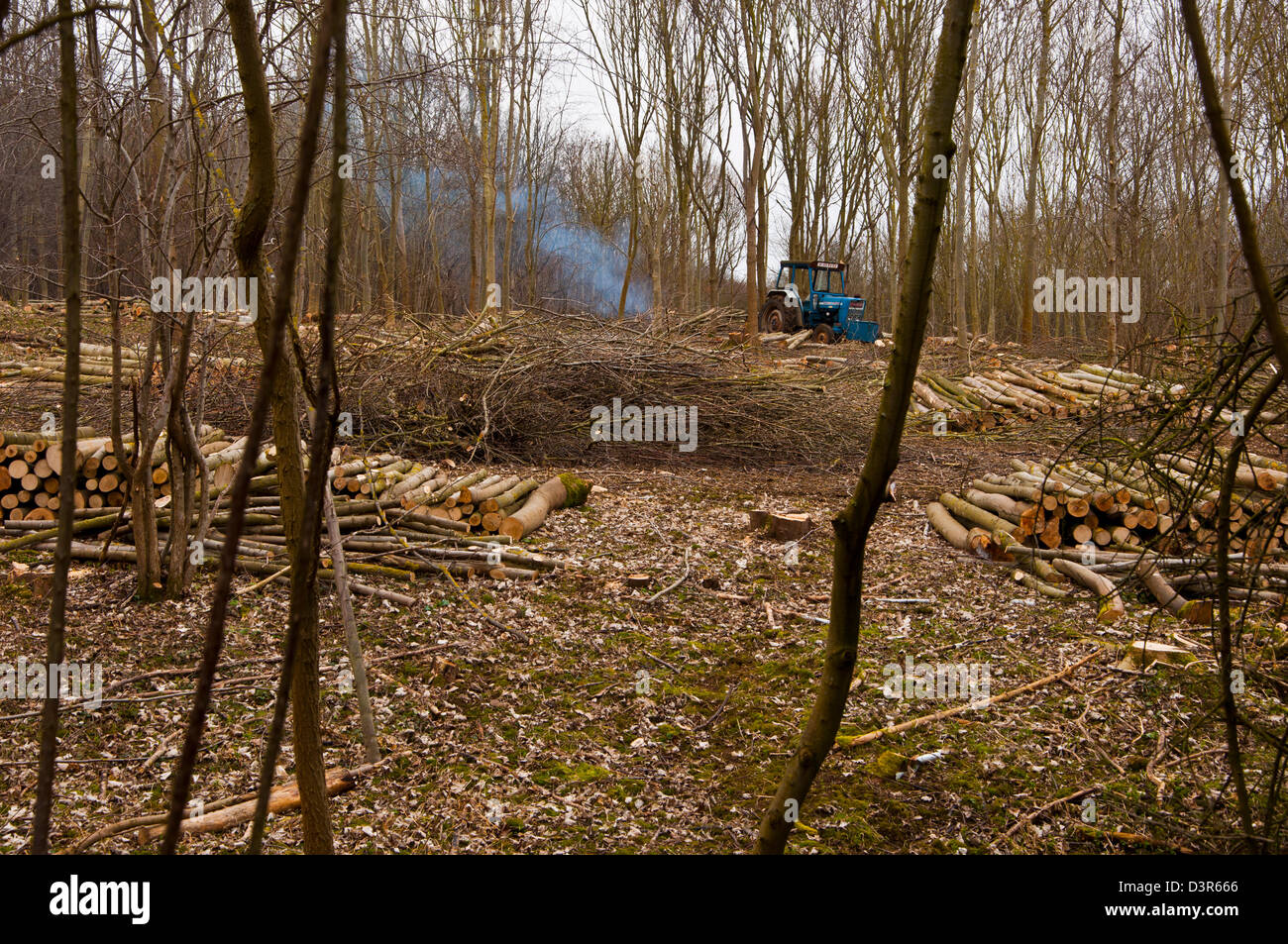 Hard wood hi-res stock photography and images - Alamy