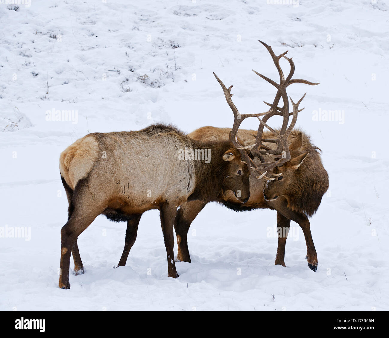 Elk fighting hi-res stock photography and images - Alamy