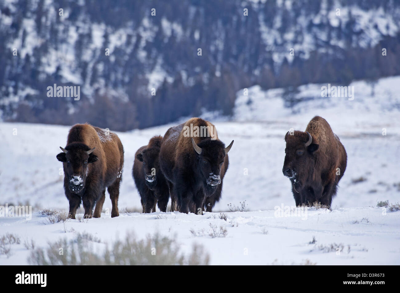 Bison bison herd walking hi-res stock photography and images - Alamy Bison bison herd walking hi-res stock photography and images - Alamy