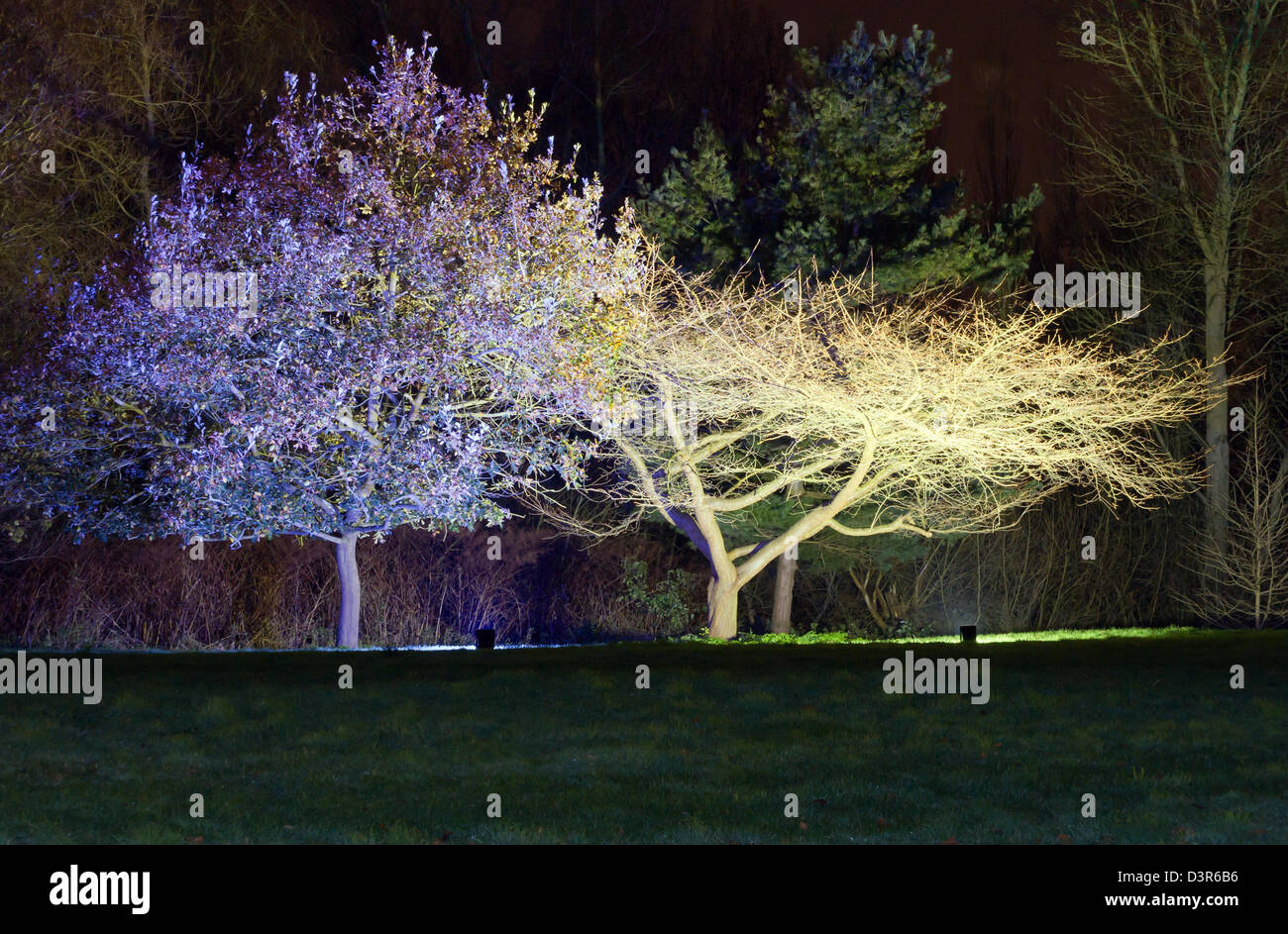 Artificial floodlit trees at night in the Enchanted woodland Syon Park ...