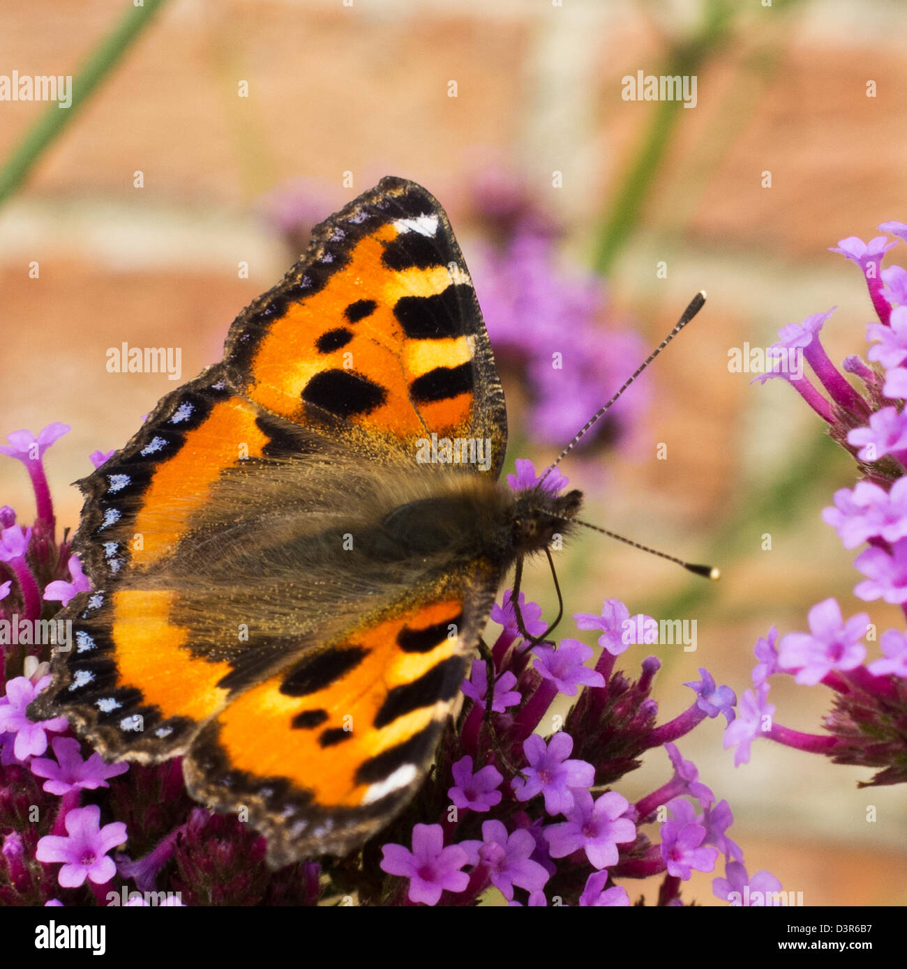 English butterfly hi-res stock photography and images - Alamy