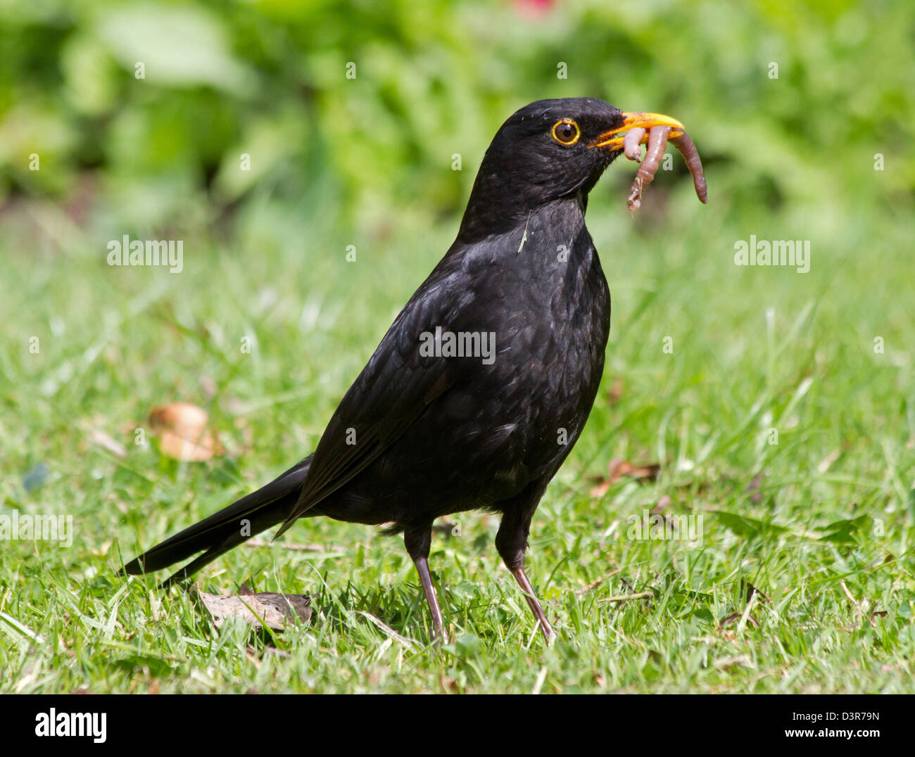 Male Blackbird carrying two worms in beak Stock Photo - Alamy