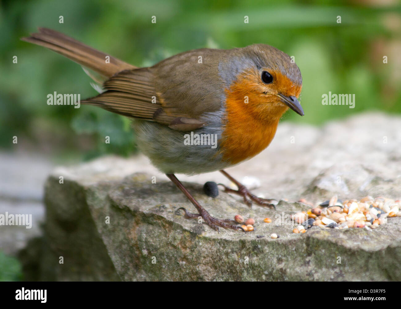 Robin eating seed on stone wall Stock Photo - Alamy