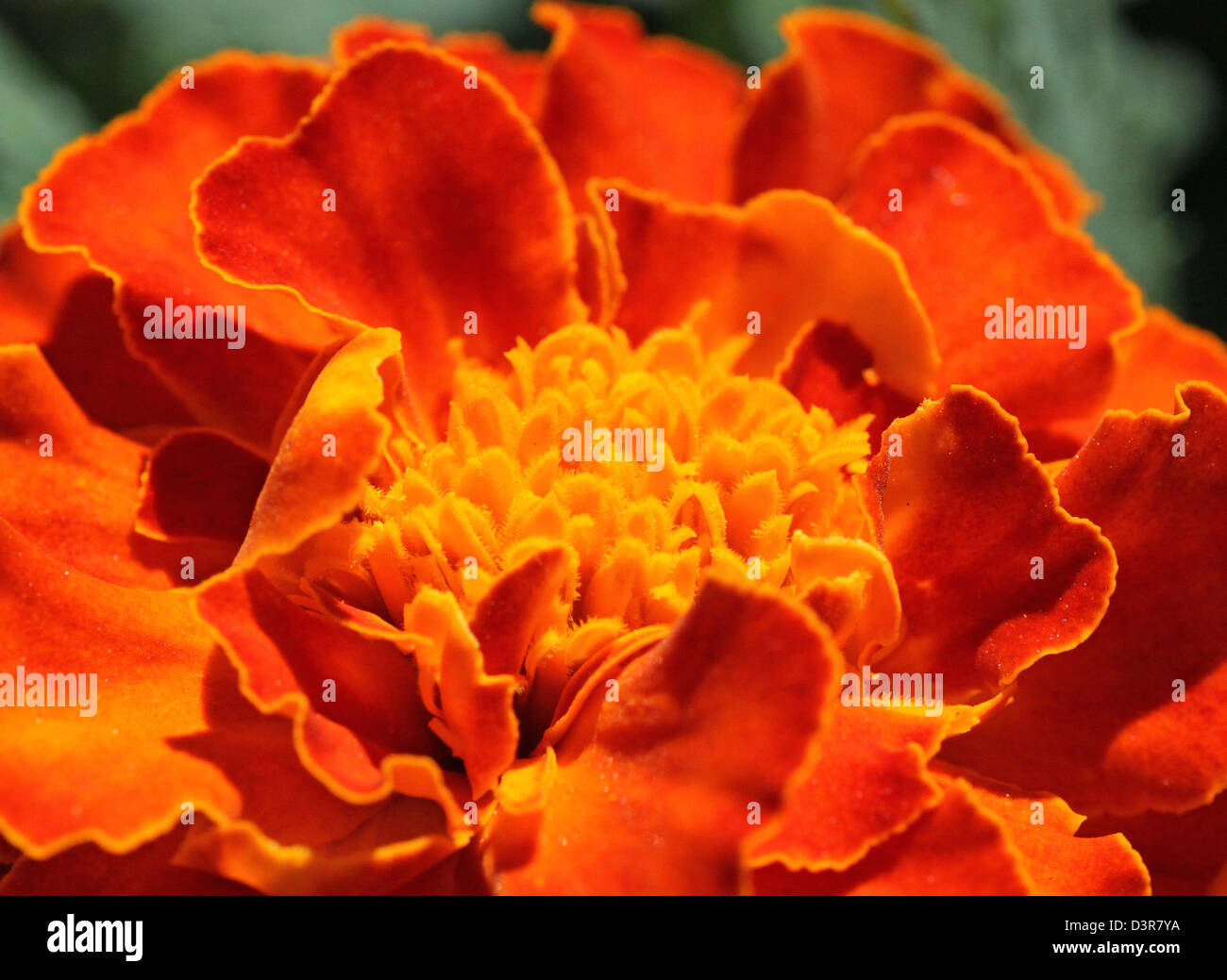 close up of marigold flower Stock Photo - Alamy