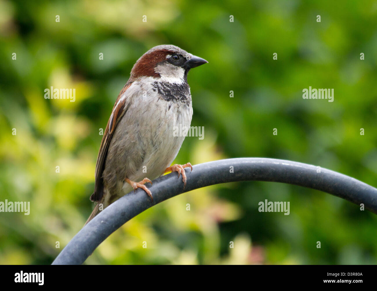 Male House Sparrow Stock Photo - Alamy
