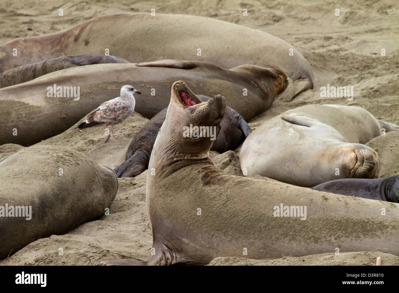 Female Northern Elephant Seal (Mirounga angustirostris) calls out on ...
