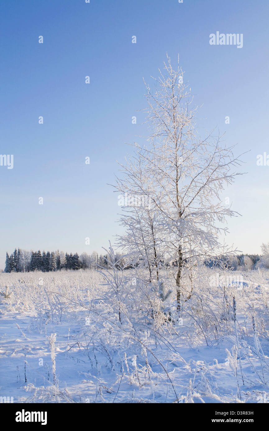 beautiful winter landscape with a lonely tree Stock Photo - Alamy