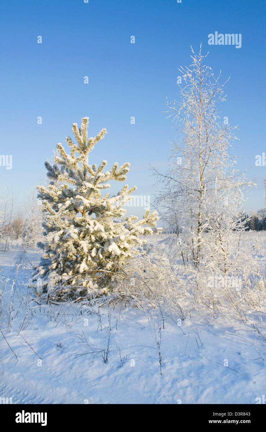 winter landscape with the wood Stock Photo - Alamy