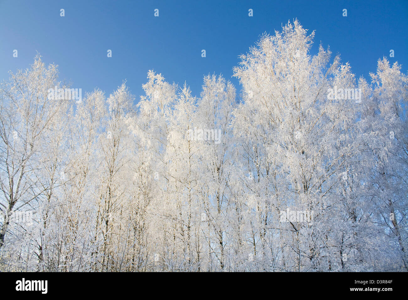 Beautiful winter landscape tree hi-res stock photography and images - Alamy