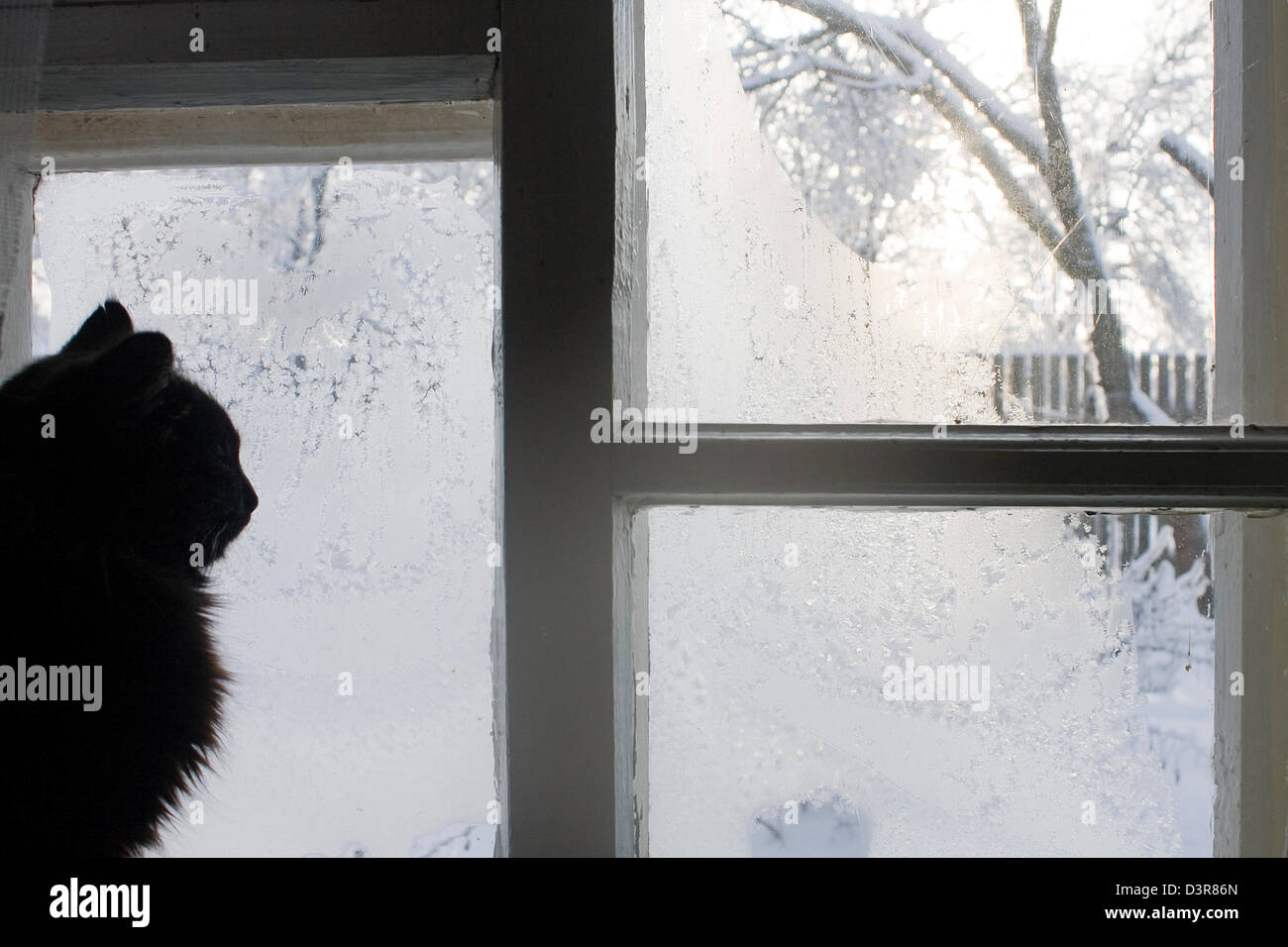 the cat sits in the winter at a window Stock Photo - Alamy