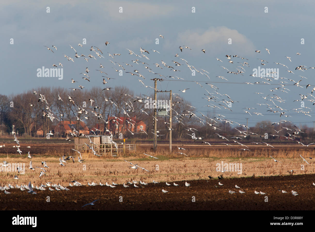 Seagulls flying over a ploughed field in a rural countryside scenery ...