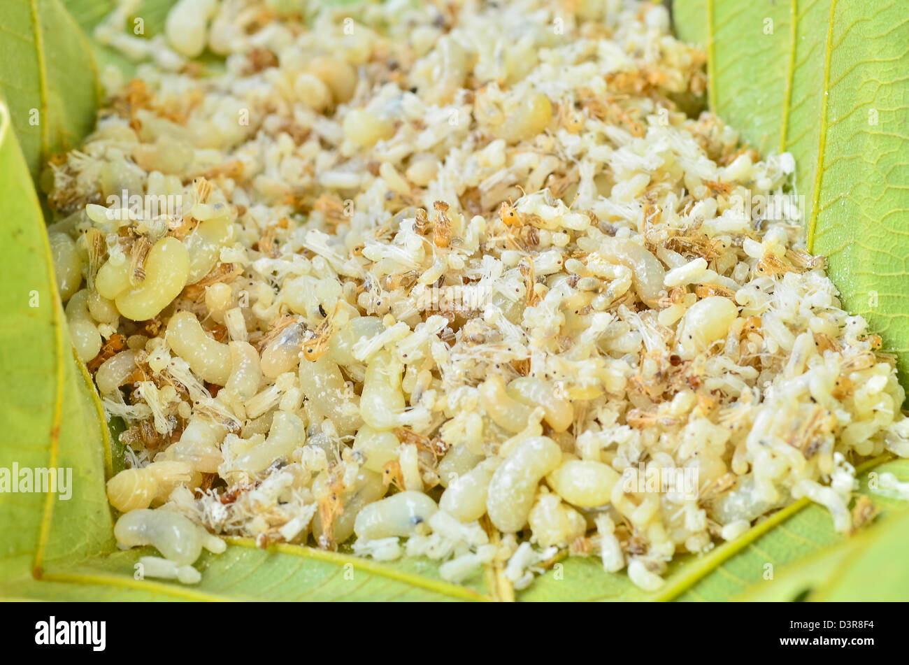 Ant eggs for eat Stock Photo - Alamy