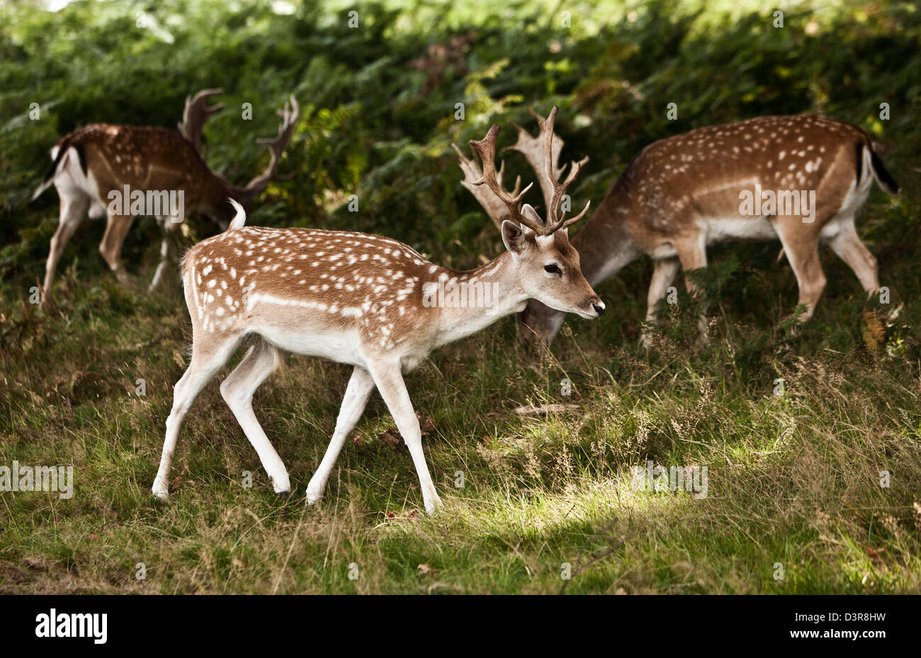 Richmond park deer hi-res stock photography and images - Alamy