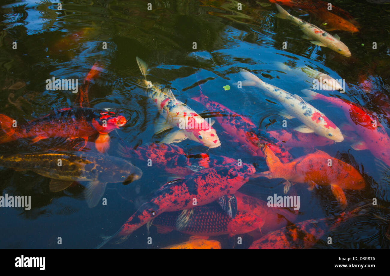 Large fish scales natural hi-res stock photography and images - Alamy