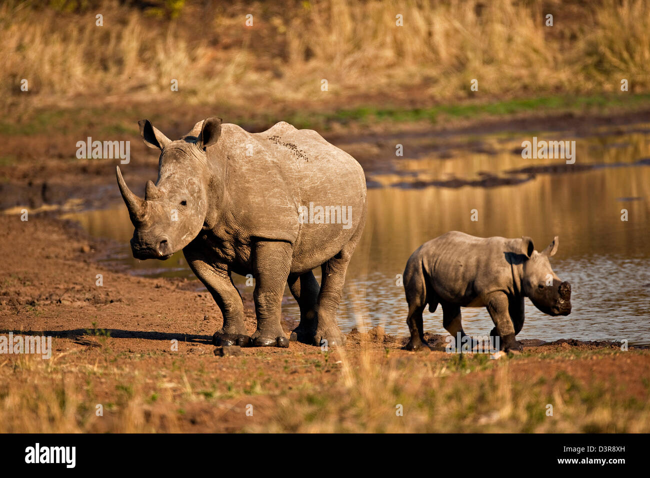 White rhino front view hi-res stock photography and images - Alamy