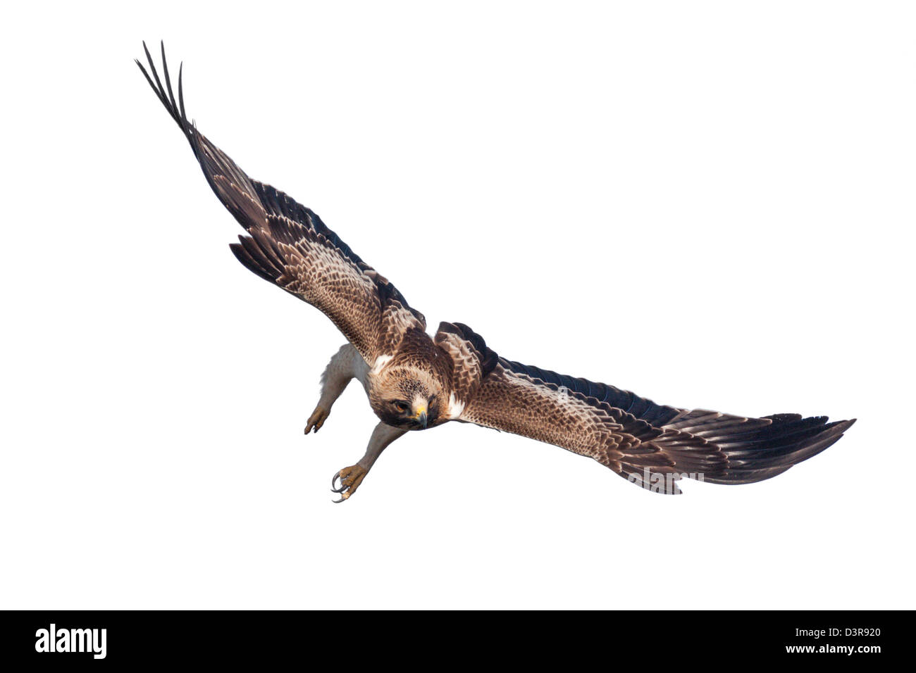 Booted Eagle In Flight