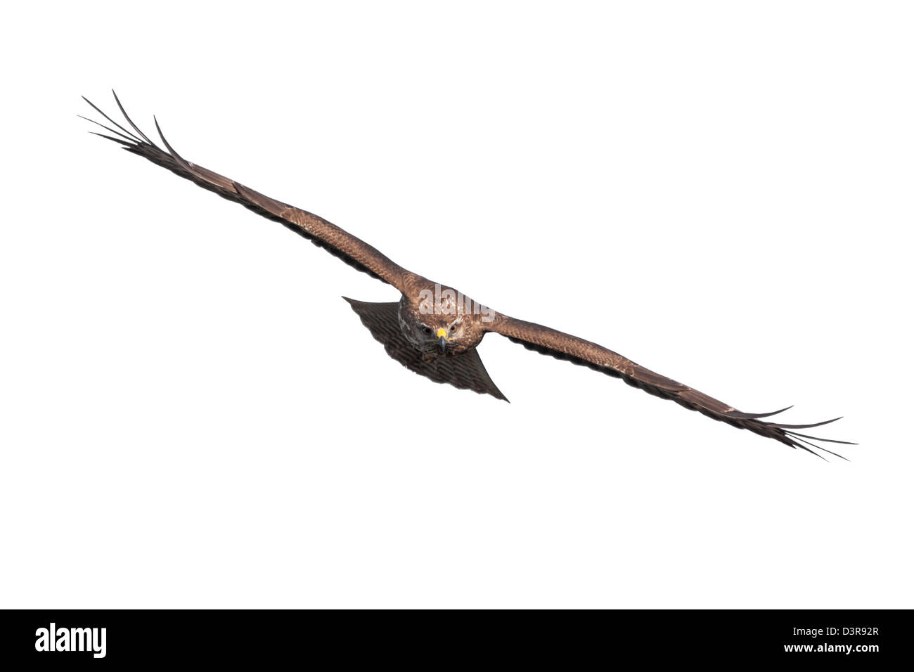 Common buzzard wings open hi-res stock photography and images - Alamy