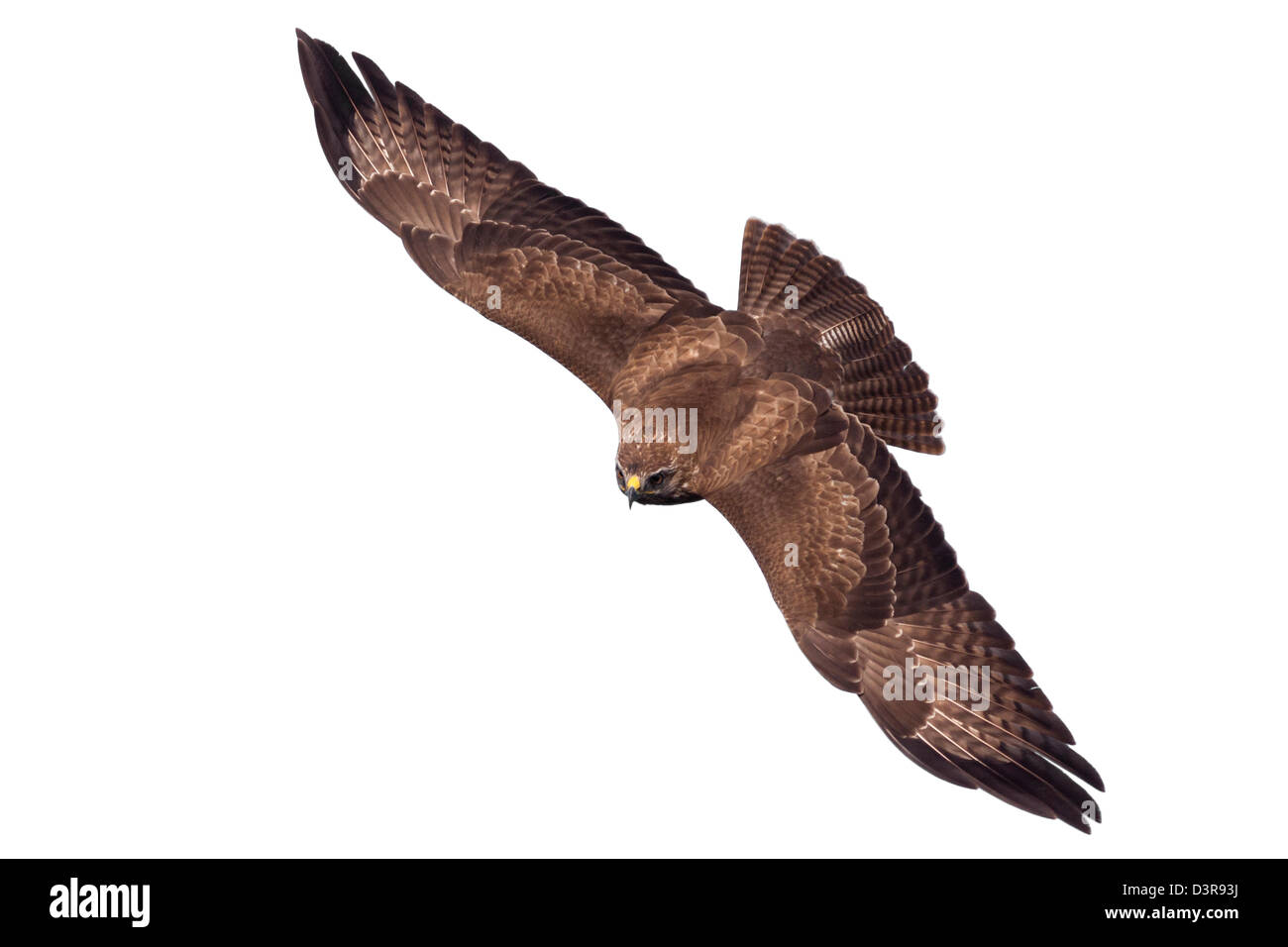 Common buzzard wings open hi-res stock photography and images - Alamy