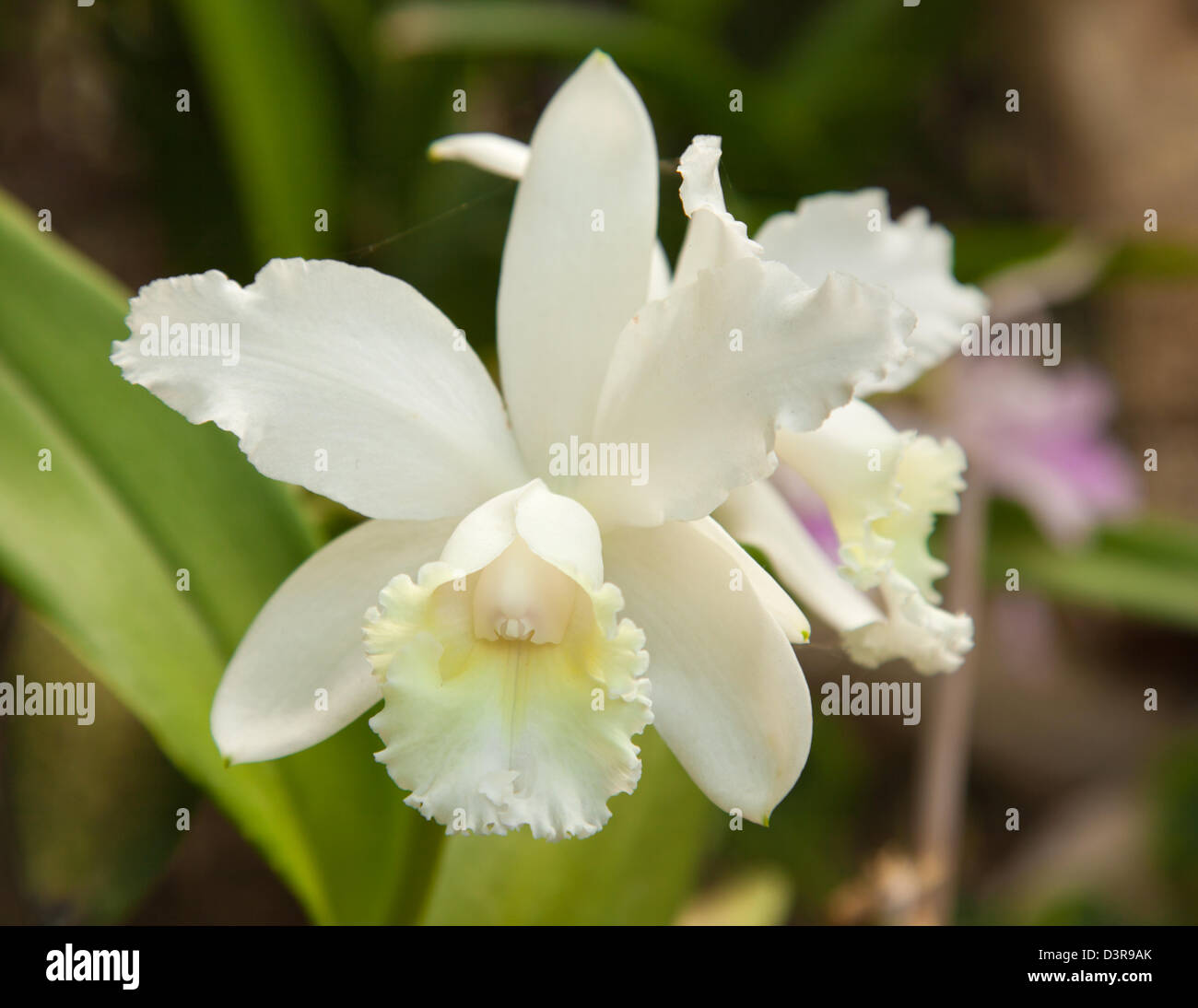White cattleya orchid hi-res stock photography and images - Alamy