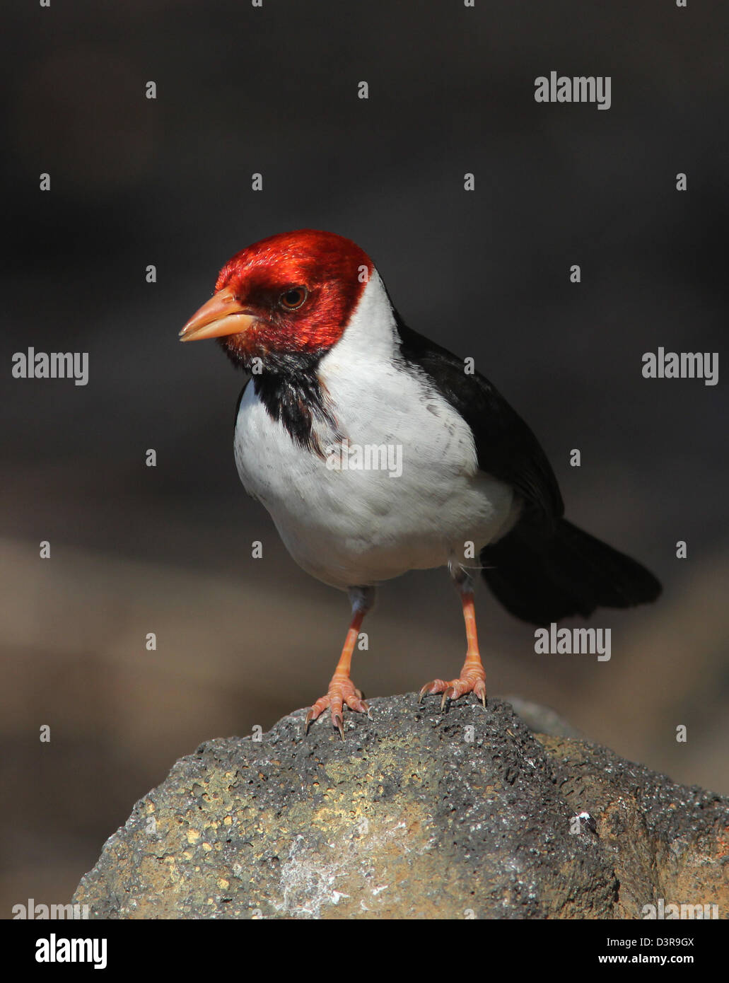 Yellow billed cardinal hi-res stock photography and images - Alamy