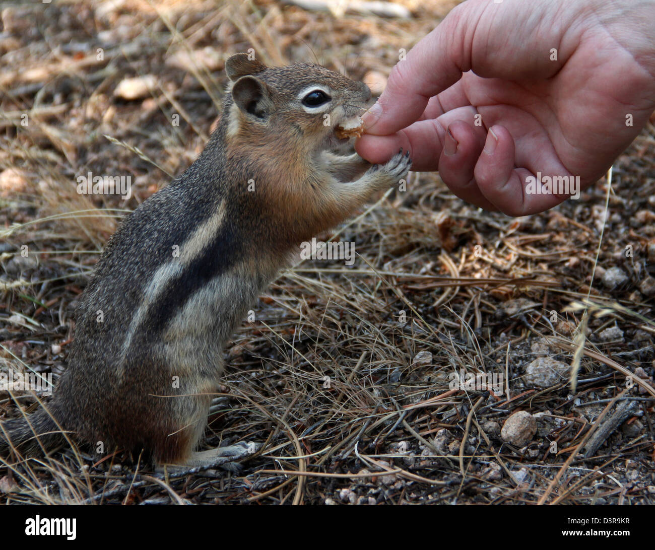 Colorado Squirrel Identification