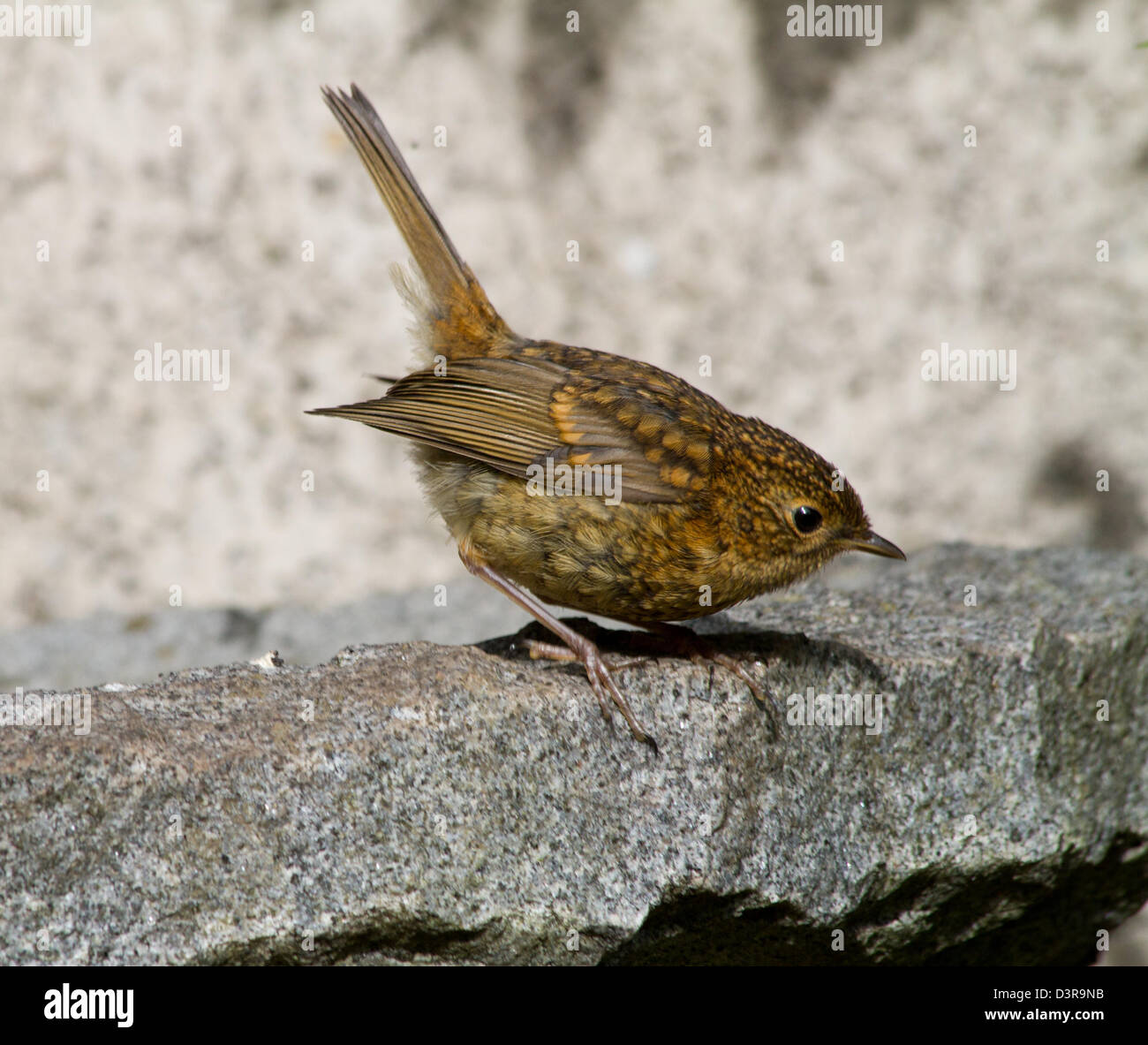 Juvenile robin hi-res stock photography and images - Alamy