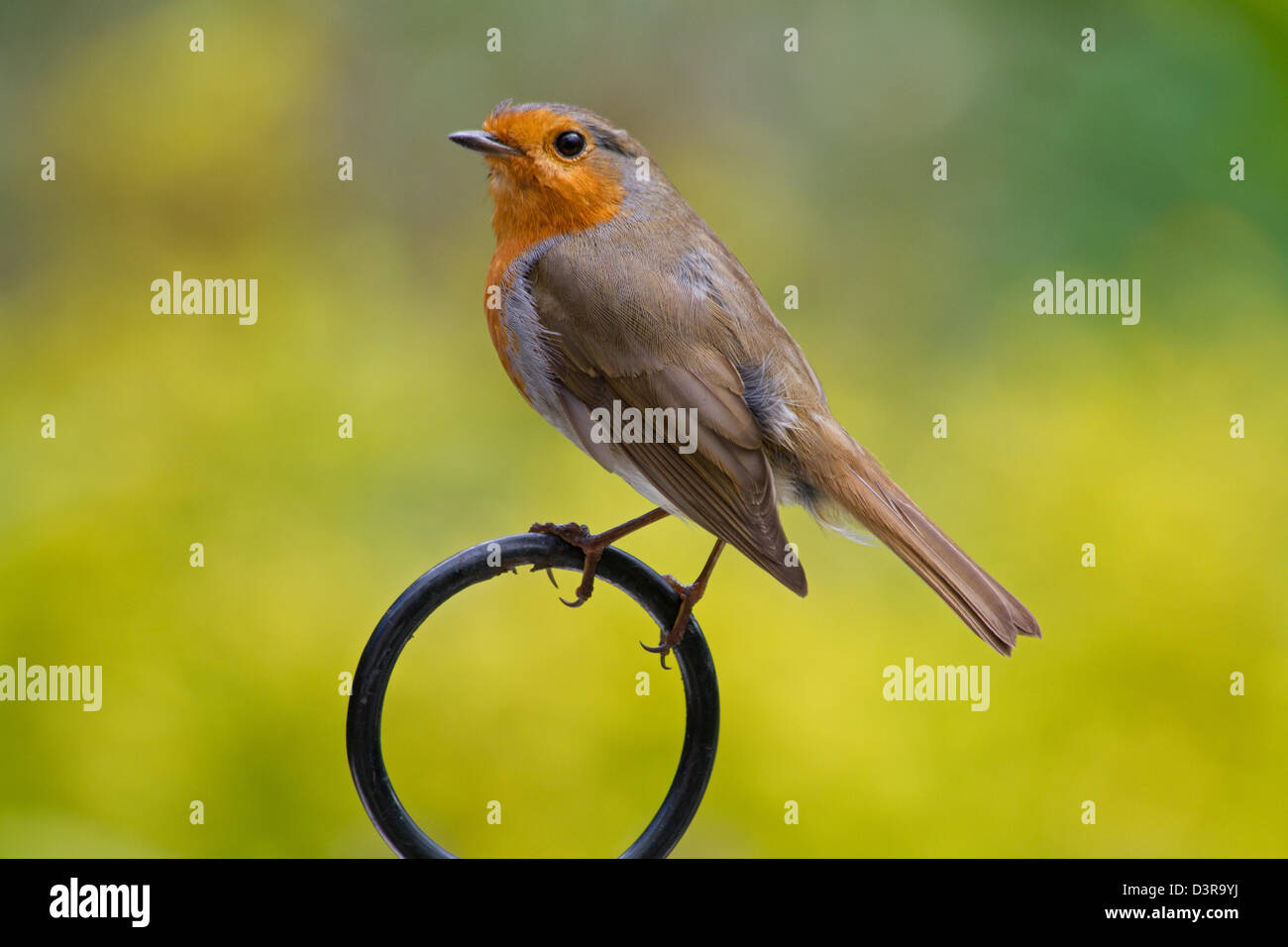 Metal bird ring hi-res stock photography and images - Alamy