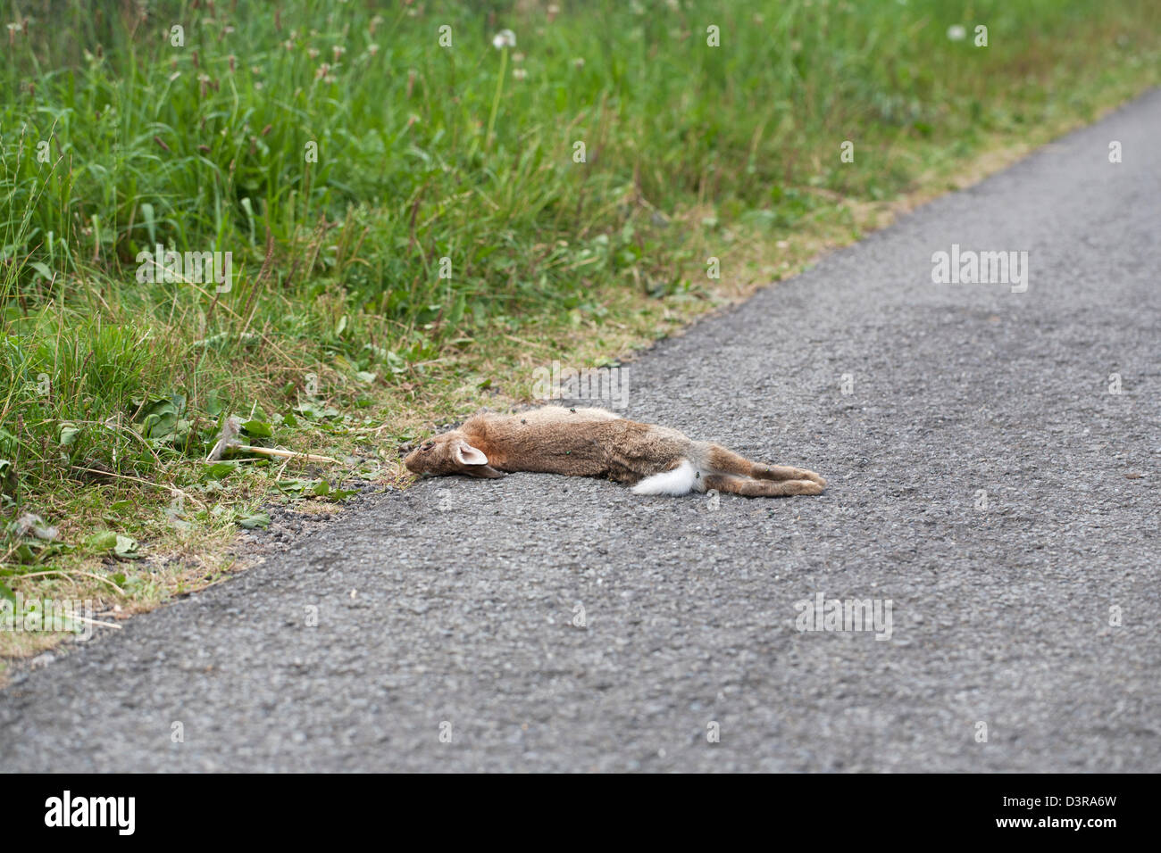 Rabbit killed in a car accident Stock Photo - Alamy