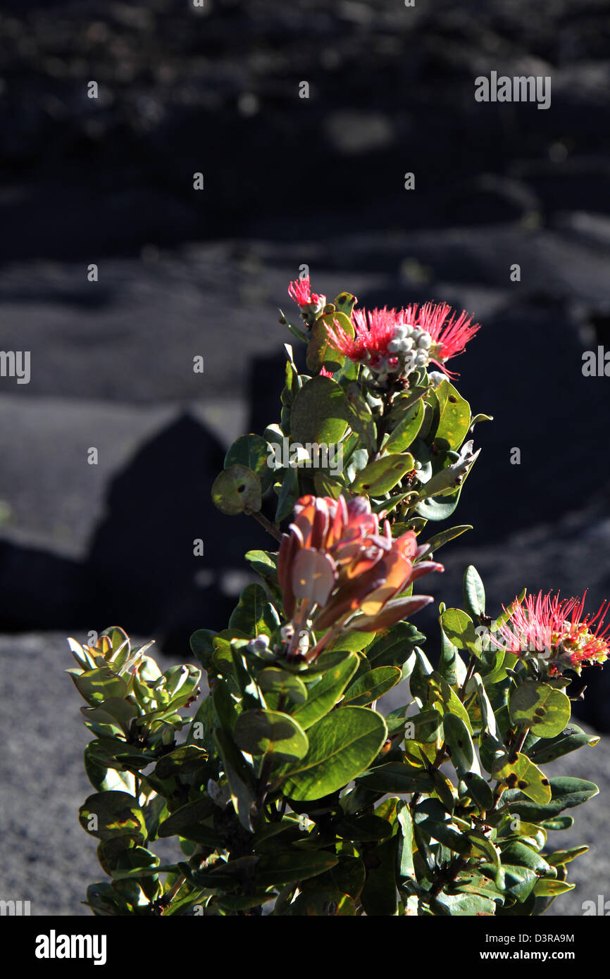 Kilauea iki crater plants Ohia lehua tree growing in Pahoehoe lava ...
